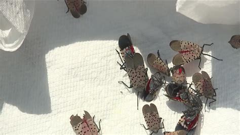 Get Ready To Squish Spotted Lanternfly Season Returns