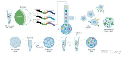 转录组测序（rna） 知乎