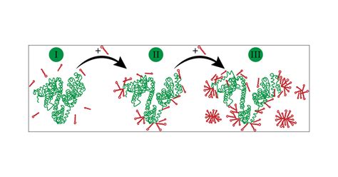 Unveiling The Three Step Model For The Interaction Of Imidazolium Based Ionic Liquids On Albumin