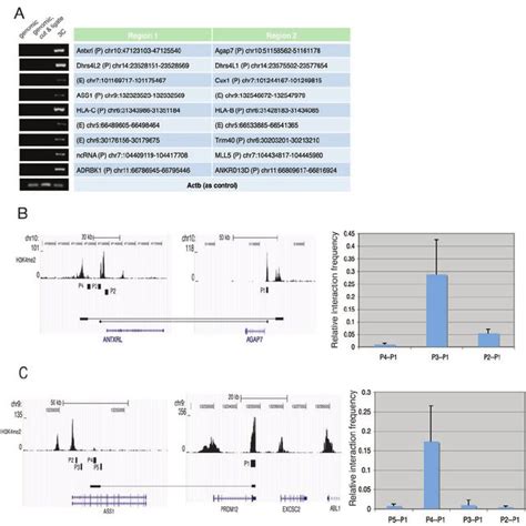 Validation Of The Genome Wide Interaction Data A 3c Pcr Validation Download Scientific
