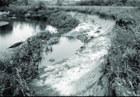 See Also Colour Plate Section Tree Revetment Used For Bank Download Scientific Diagram