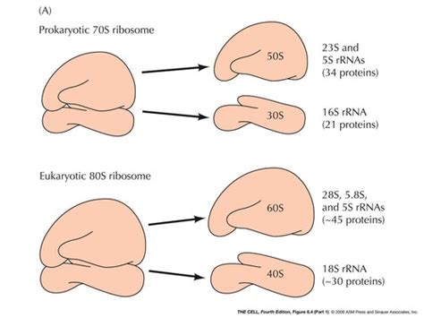 The Genetic Code And Translation Process Flashcards Quizlet