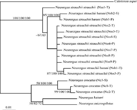 —majority Rule Consensus Tree Of The Bayesian Analysis Of Neurergus Download Scientific Diagram