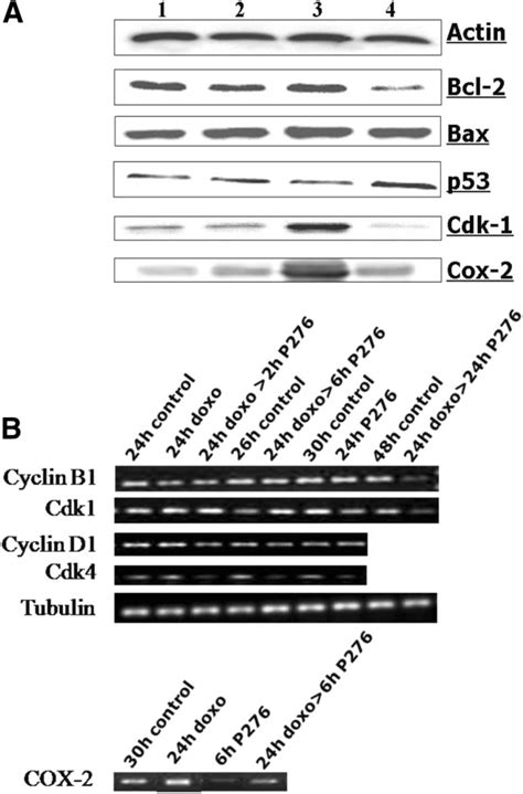 Rt Pcr And Western Blot Analysis In H 460 Cells A Effect Of