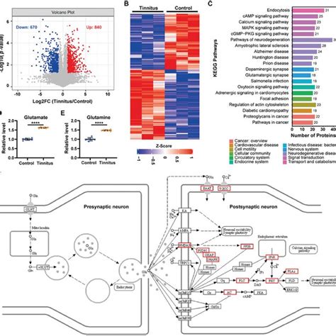 Phosphoproteomic Profiling Of Tinnitus And Control Group A Volcano