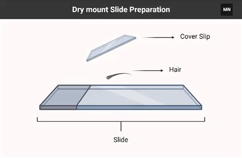 Microscope Slides Preparation Step By Step Guide Biology Notes Online