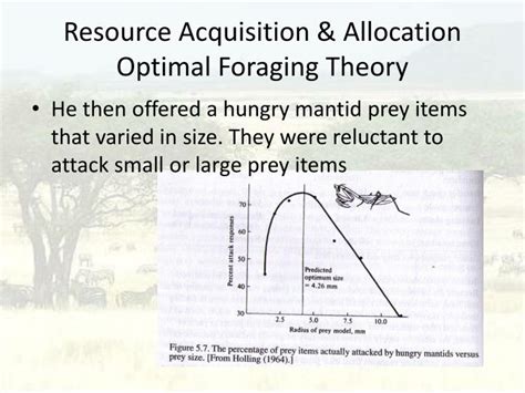 Ppt Resource Acquisition And Allocation Optimal Foraging Theory
