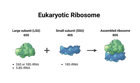 Eukaryotic Ribosome Structure