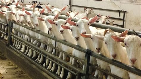 Amazing Modern Goat Farming Automatic Goat Farm Tools Youtube