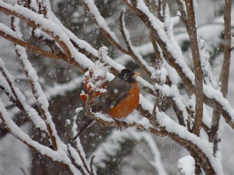 The Importance Of Native Sumac The Iris And The Lily