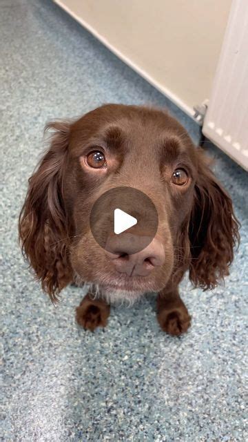 Adorable Sprocker Spaniel In A Cute Outfit
