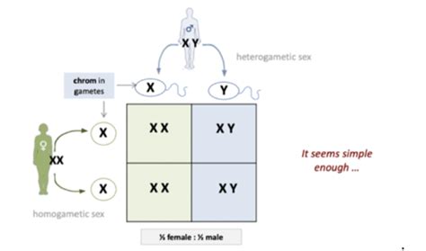 3 2 Human Sex Determination And Pairing Of Sex Chromosomes Flashcards Quizlet