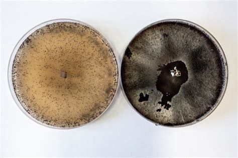 Sexual Development In Fungi Eurekalert