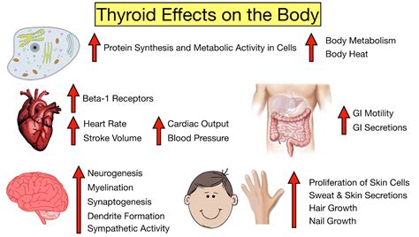 Hyperthyroidism Vs Hypothyroidism Symptoms Thyroid Disease 40 Off