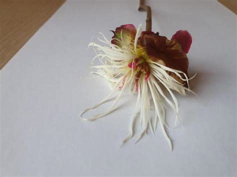 Peony Identification In The Peonies Forum