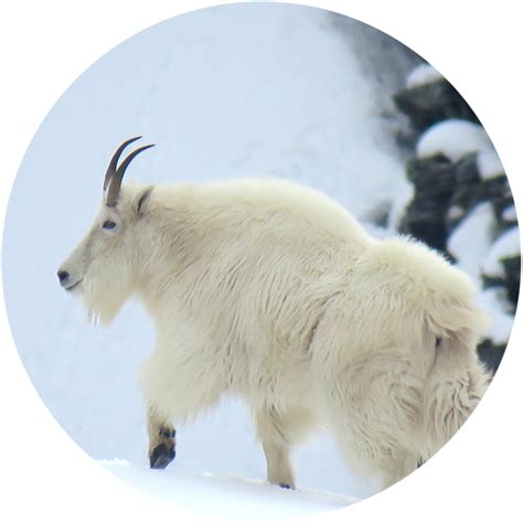 Goats And Winter Recreation Wildsight