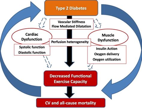 Type 2 Diabetes Mellitus The Importance Of Exercise Themovementmill