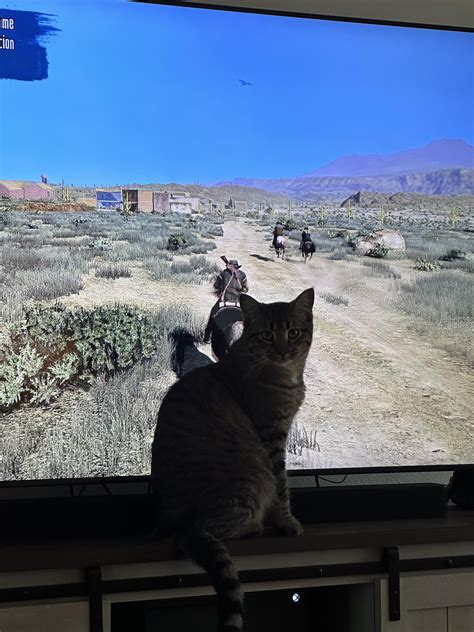 standard issue attention seeker r standardissuecat