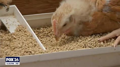 Bird Flu Alert Issued By Cdc After Outbreak