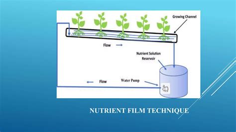 Hydroponics And Types Pptx