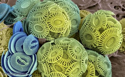 Coccolithophore Alchetron The Free Social Encyclopedia