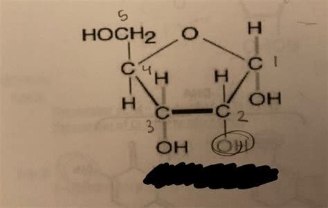 Nucleotides Flashcards Quizlet