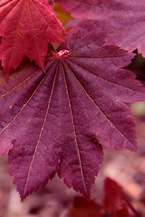 Buy Ruby Full Moon Japanese Maple Tree FREE SHIPPING Wilson Bros Gardens 7 Gallon Pot For