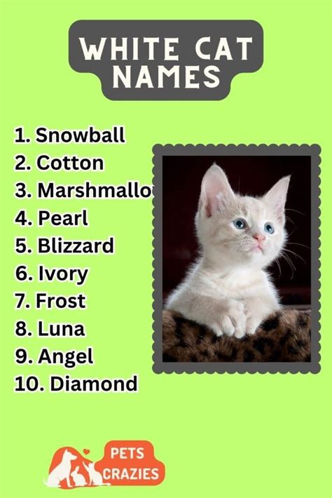 250 White Cat Names Elegant Selections