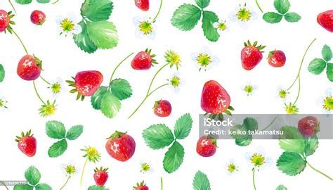 딸기 수채화 일러스트 잎과 꽃이 흩어져있는 매끄러운 패턴 0명에 대한 스톡 벡터 아트 및 기타 이미지 0명 계절 과일