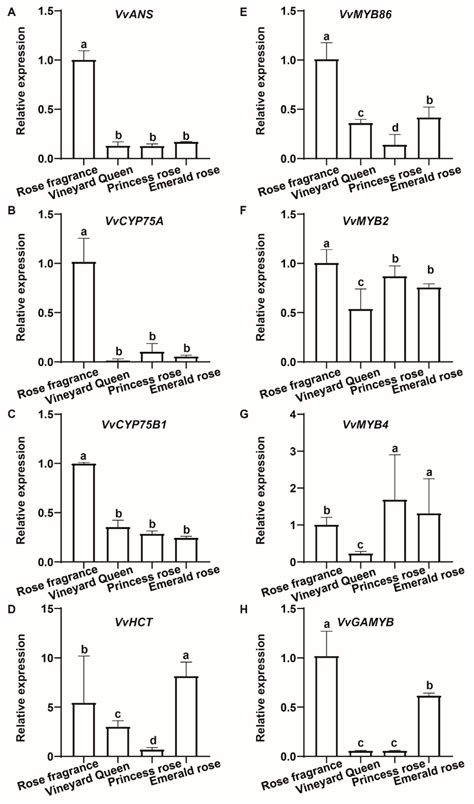 Forests Free Full Text Transcriptome Analysis Reveals The Central