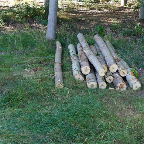 Logging Industry Pile Of Tree Trunks From A Forest That Is Being Cut