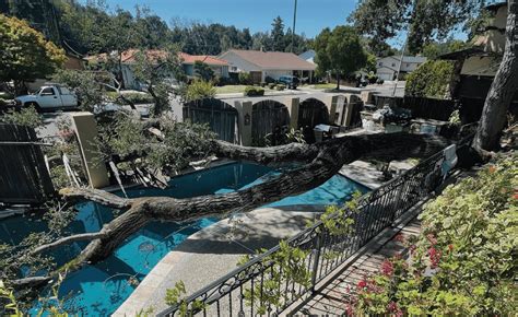 San Jose Tree Service Tree Arborist And Landscaping Services