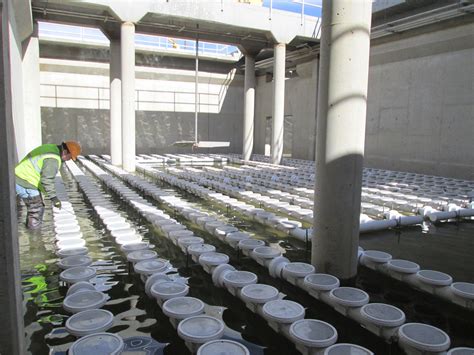 12 Fine Bubble Disc Diffusers Ssi Aeration