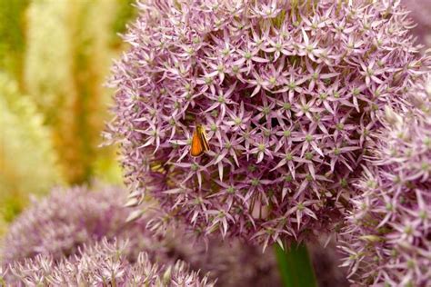 Allium At Rhs Hampton 2015