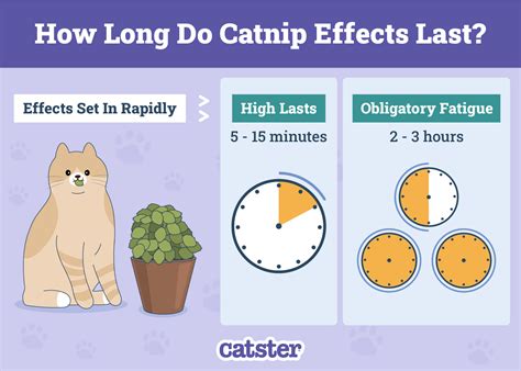 How Long Does Catnip Take To Kick In Effects Tips Vet Verified Info Catster