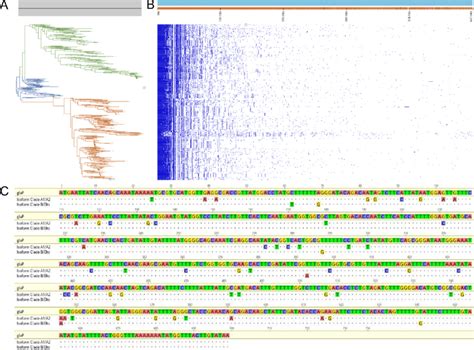 A Maximum Likelihood Phylogenetic Tree Of E Faecium And E Lactis Download Scientific