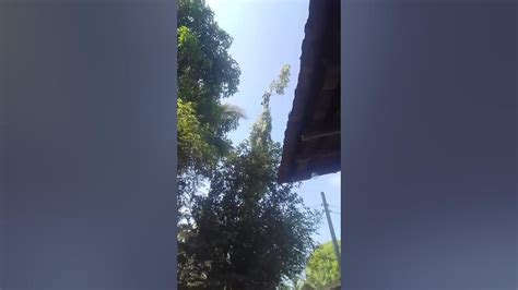 ගස් කපනවා කියන්නෙ අමාරු වැඩක් 😱😱 Youtube