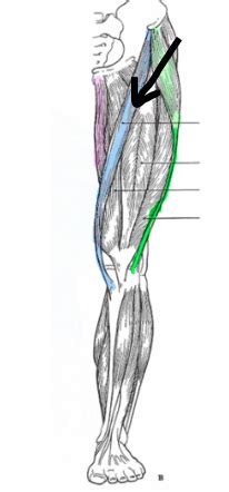 Physiology Flashcards Muscular System All Human Flashcards Quizlet