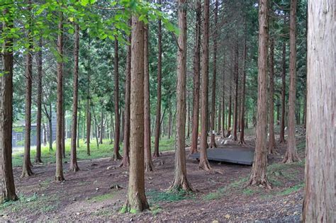 남해 여행지 국립 남해 편백자연휴양림 편백나무숲 산림욕장 가을 국내여행 네이버 블로그