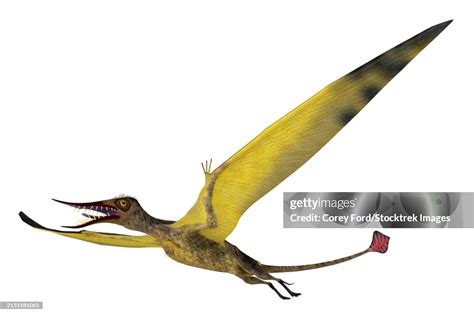 Rhamphorhynchus Pterosaur With Wings Spread On White Background High
