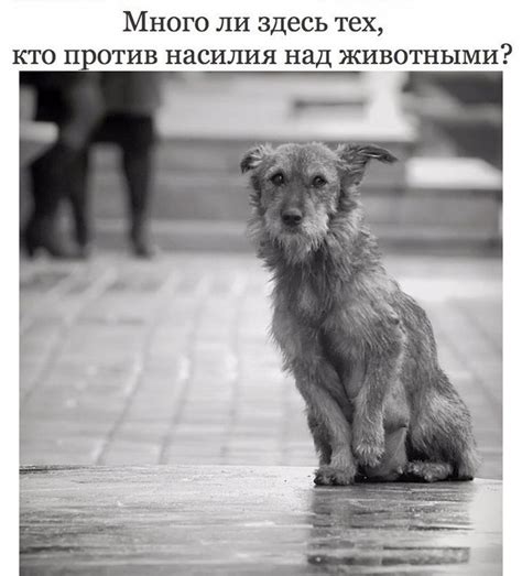 Бездомные животные картинки 56 фото ★ Celes Club