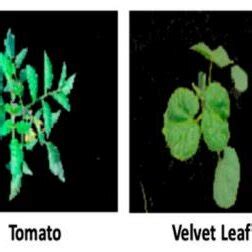 PDF An Efficient Real Time Weed Detection Technique Using YOLOv
