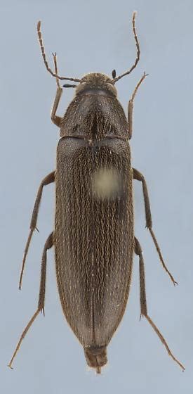 Beetle Synchroa Punctata Bugguide Net
