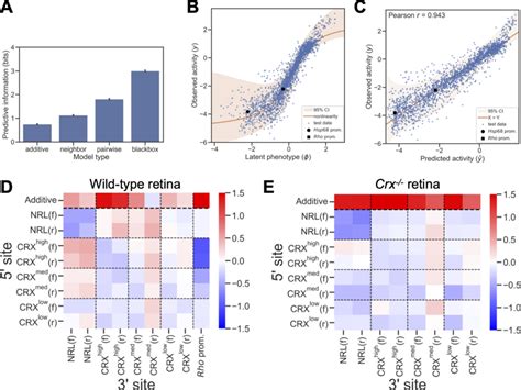 Using Interpretable Deep Learning Tools To Decipher Gene Regulation