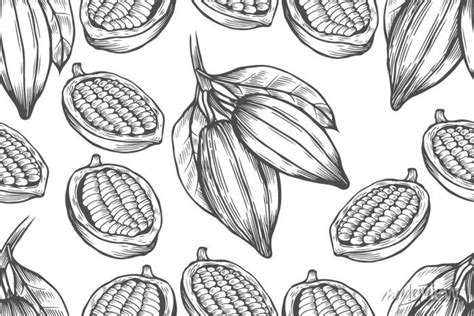 Vector Cocoa Tree Illustration Canvas Prints For The Wall • Canvas Prints Tropics Spice Pod
