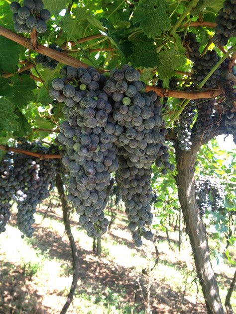 Balaio Do Victor Uva Tempranillo Um Lugar Na América Para Chamar De Lar