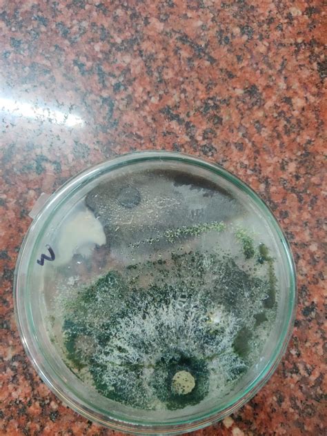 Mass Production Of Trichoderma Viride