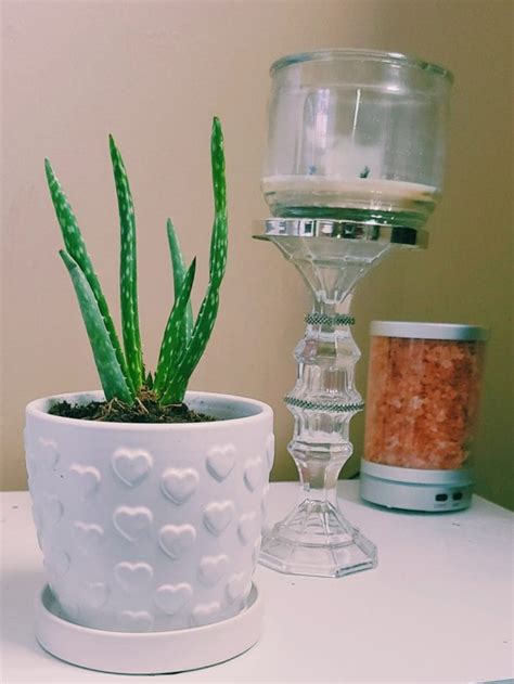 Introducing Keylolo My First Plant The Lakey Life