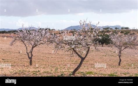 Blooming Almond Trees With Pink And White Flowers In A Spanish Orchard