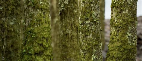 New Fan Tech Demo Will Showcase Amazing Forest Visuals In Unreal Engine